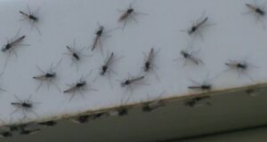 Decoding the Midge Fly Invasion at Lake Michigan – Blue and Gold Nlr ...